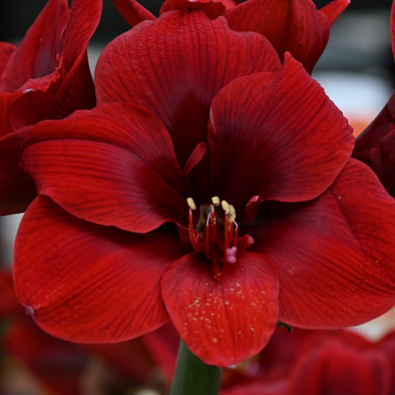 Hippeastrum 'Red Pearl'®