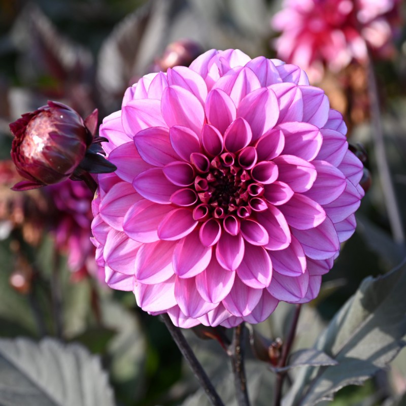 Dahlia 'Melissa Anna Marijke'