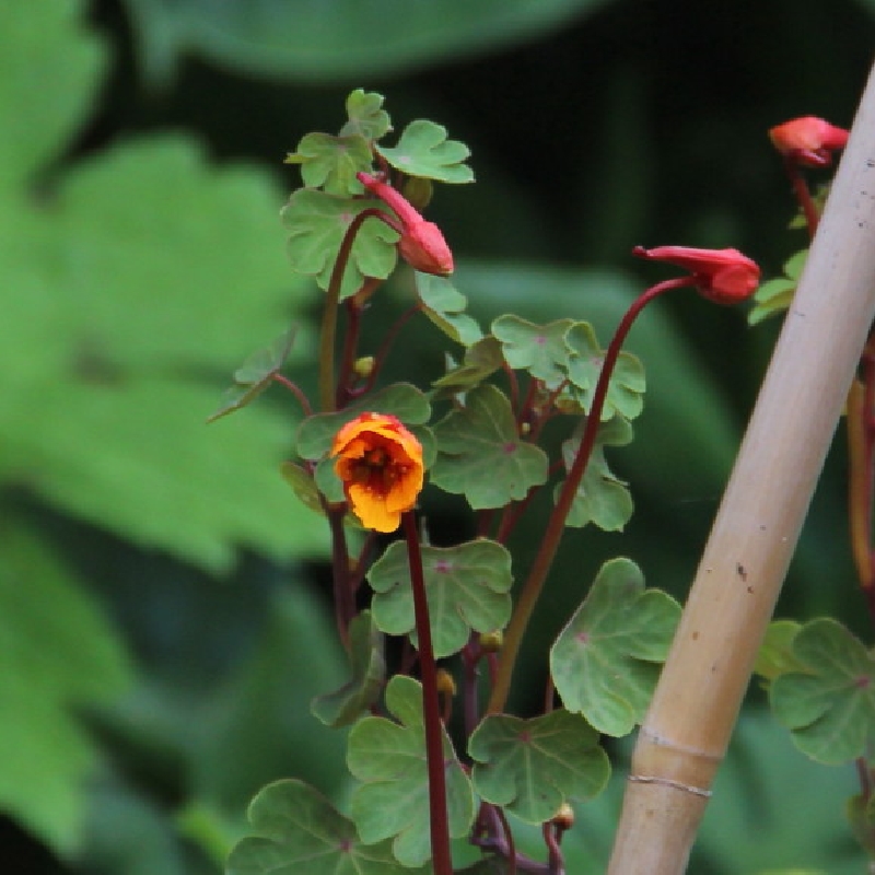 Tropaeolum tuberosum