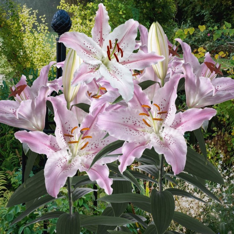 Lilium 'Virtuoso'