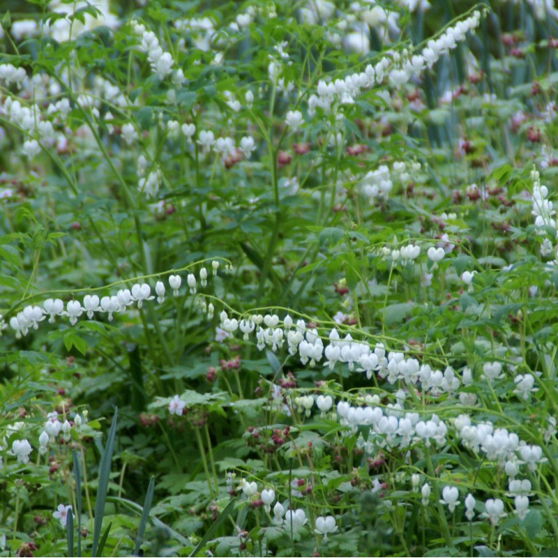 Dicentra spectabilis 'Alba'