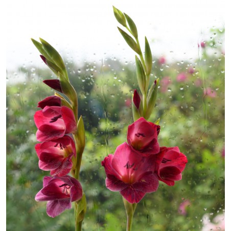 Gladiolus papilio 'Ruby'