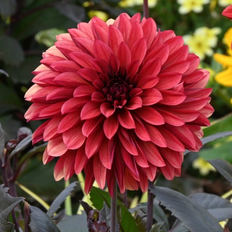 Dahlia 'Danique'