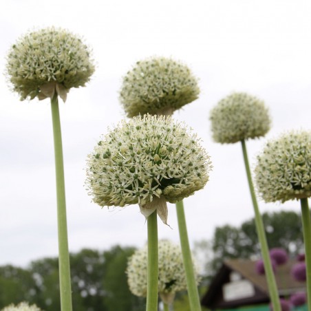 Allium 'White Giant'