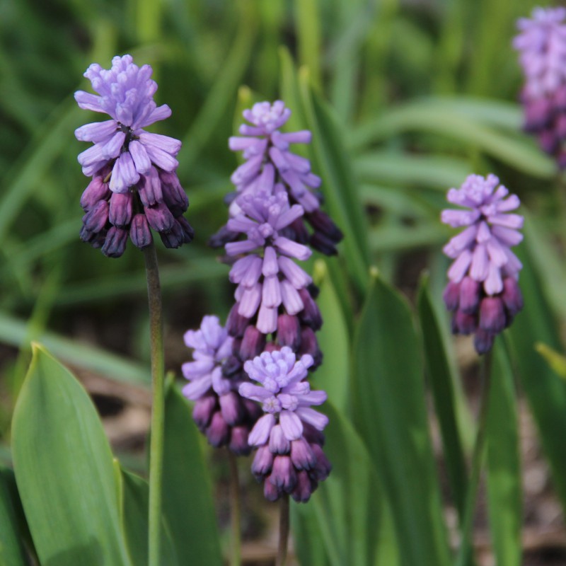 Muscari latifolium 'Purple Rain'