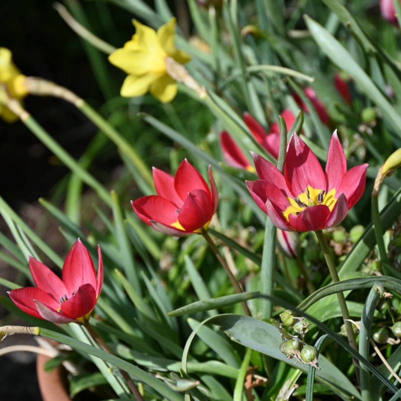 Tulipa humilis 'Red Beauty'