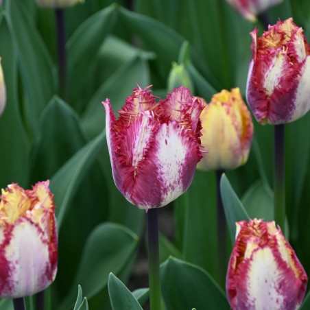 Tulipa 'Colour Fusion'®
