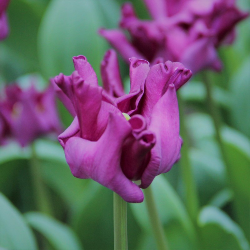 Tulipa 'Crown of Negrita'