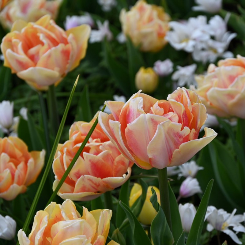 Tulipa 'Foxy Foxtrot'