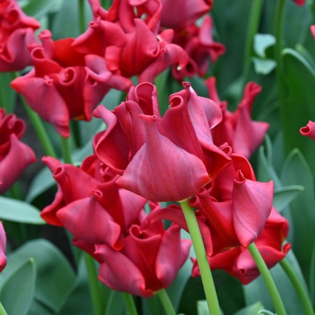 Tulipa 'Red Dress'