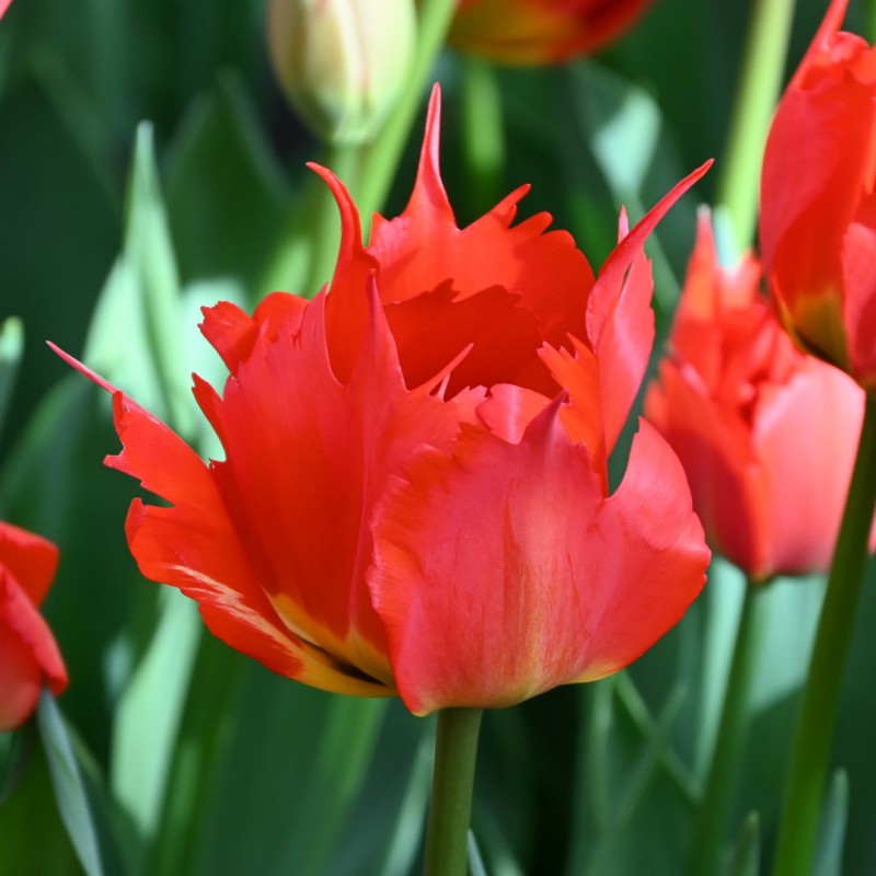 Tulipa 'Robbedoes'