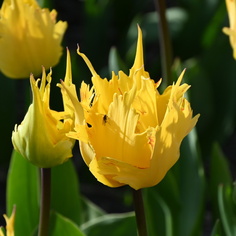 Tulipa 'Sunny Leo'