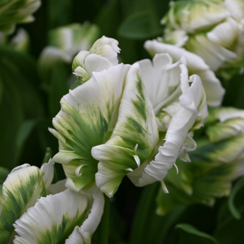 Tulipa 'Super Parrot'