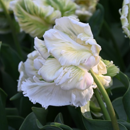 Tulipa 'Super Parrot'