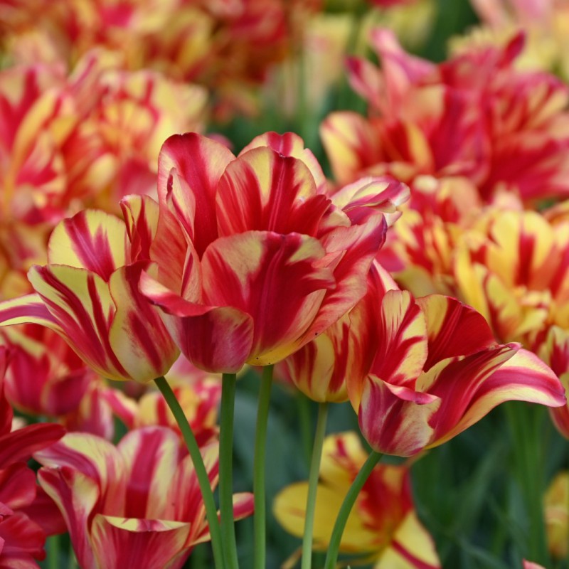 Tulipa 'Wonder Club'