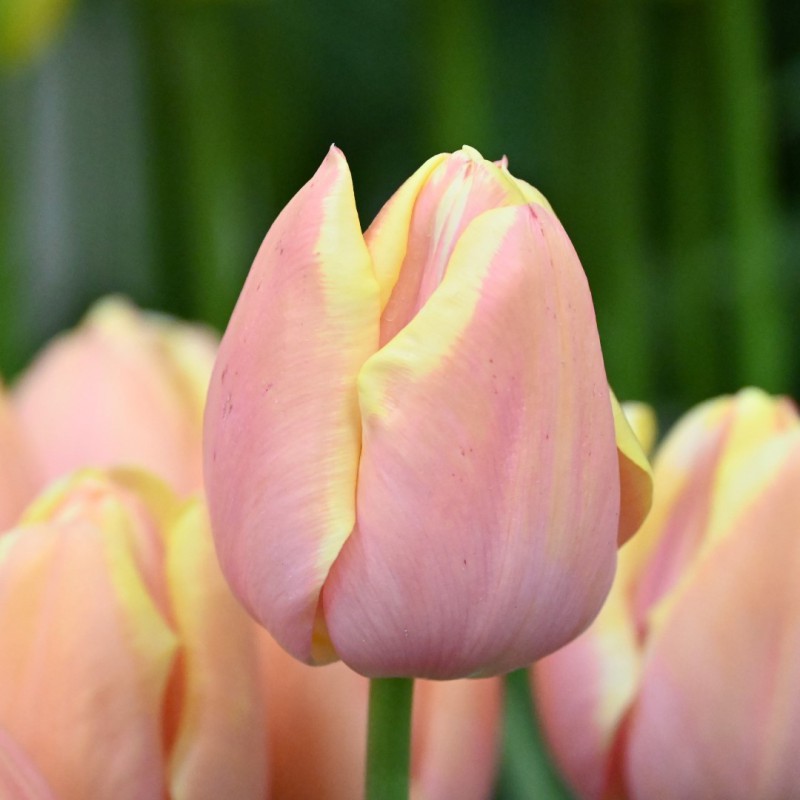 Tulipa 'Mango Charm'