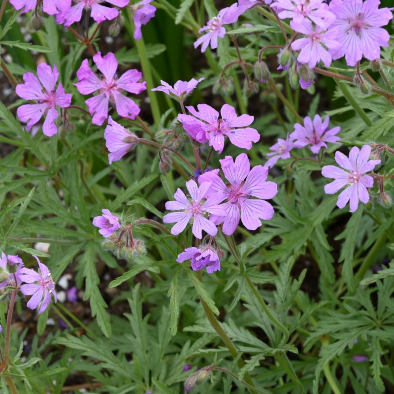 Geranium tuberosum