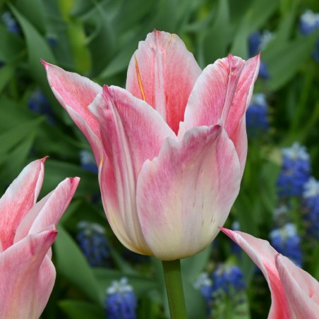 Tulipa 'Ballade Lady'