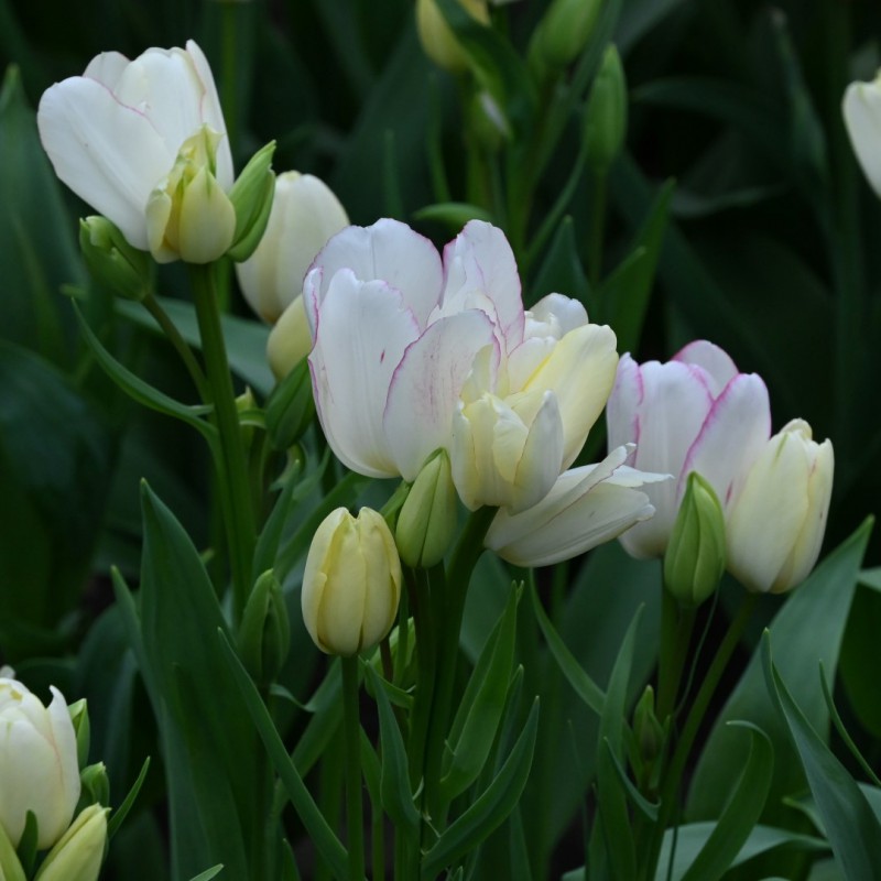 Tulipa 'Candy Club'