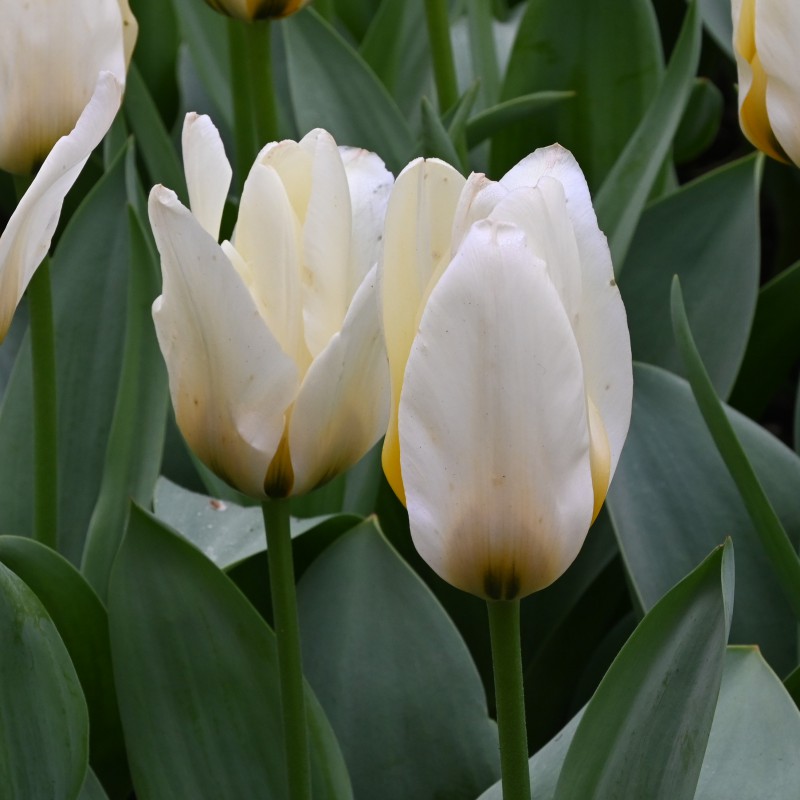 Tulipa 'Concerto'