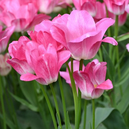 Tulipa 'Dream Club'