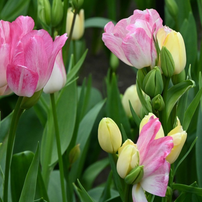 Tulipa 'Dream Club'