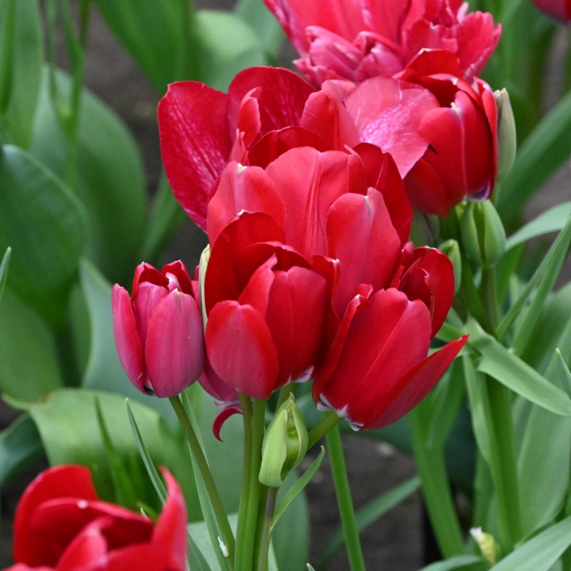 Tulipa 'Fiery Club'