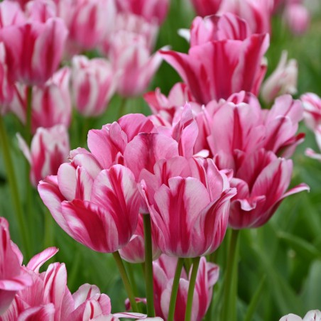 Tulipa 'Flaming Club'