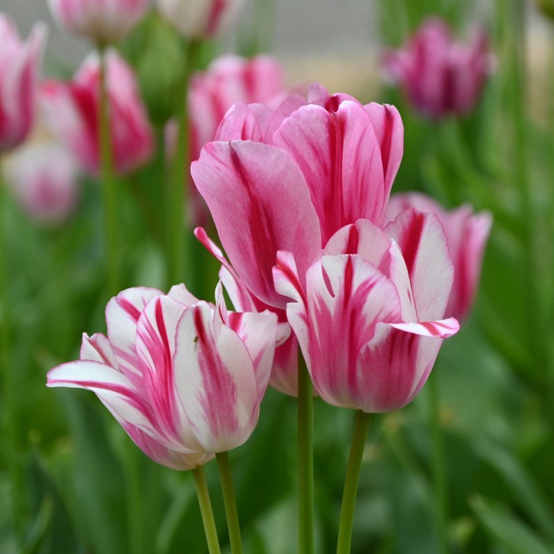 Tulipa 'Flaming Club'