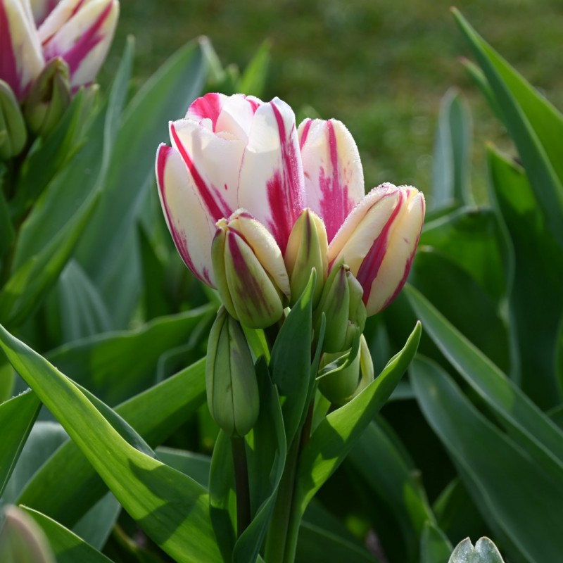 Tulipa 'Flaming Club'