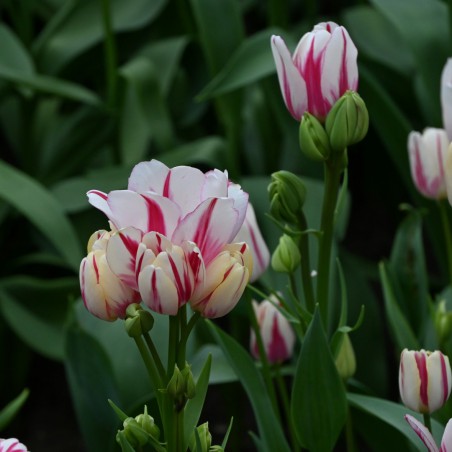 Tulipa 'Flaming Club'