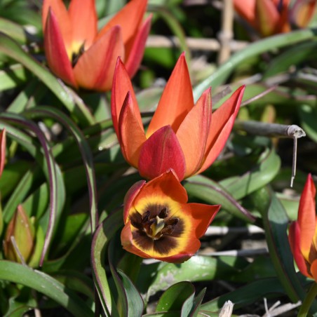 Tulipa 'Little Princess'