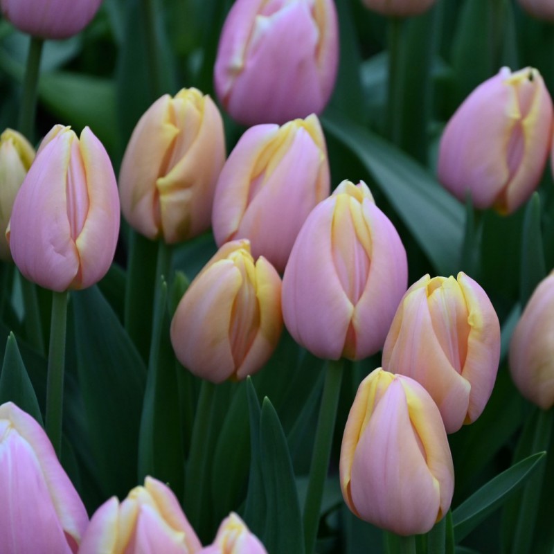 Tulipa 'Mango Charm'