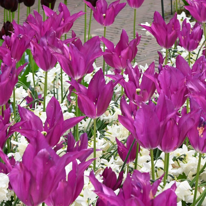 Tulipa 'Purple Dream'®