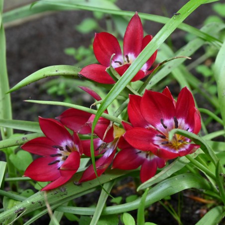 Tulipa 'Tiny Timo'