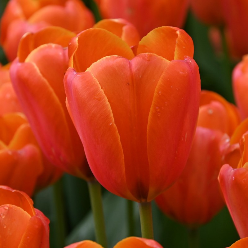 Tulipa 'Triple A'