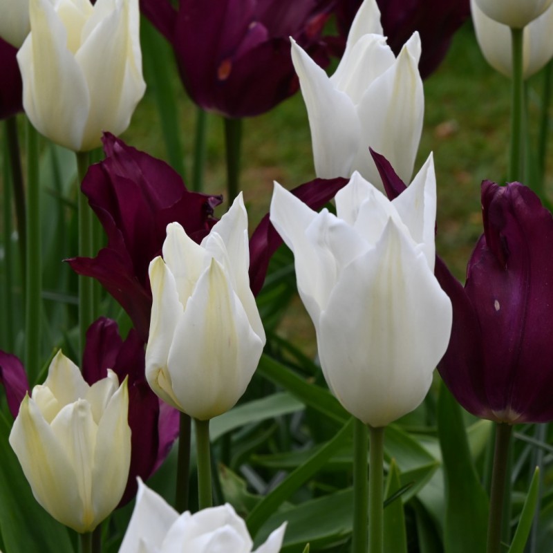 Tulipa 'White Triumphator'