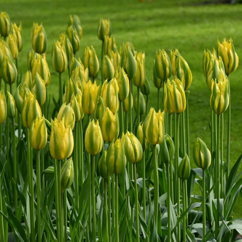 Tulipa 'Green Mile'