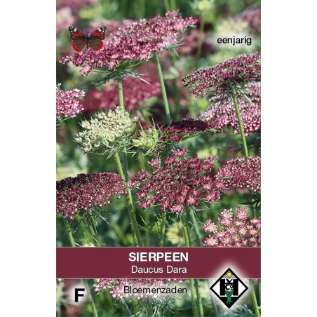 Daucus carota 'Dara' -seeds-