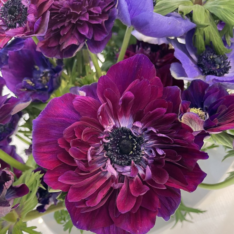 Anemone coronaria MISTRAL® 'Bordeaux'