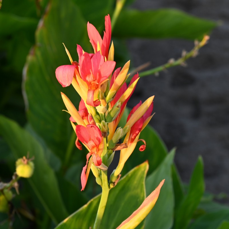 Canna 'Mandarine Orange'