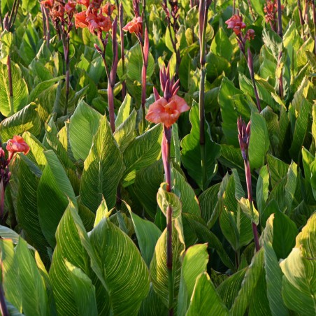 Canna 'Pretoria'