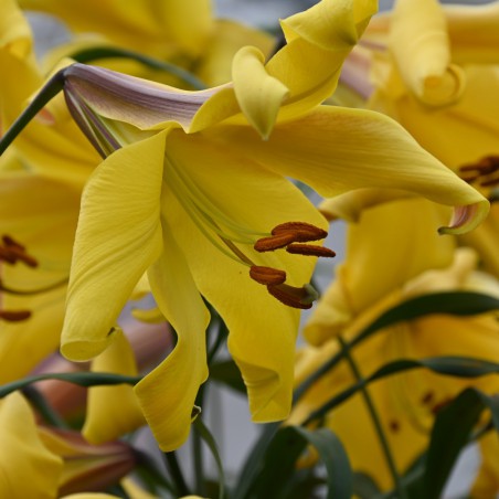 Lilium 'Golden Splendor'