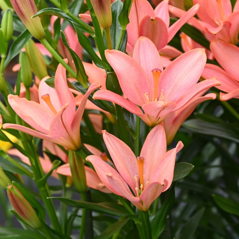 Lilium 'Little Kiss'