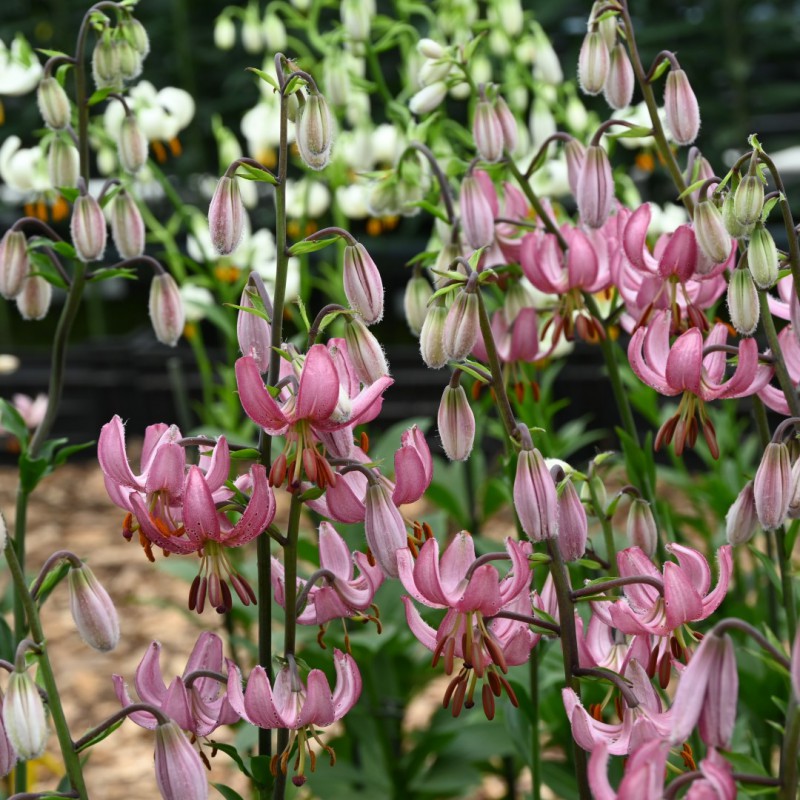 Lilium martagon 'Candy Morning'