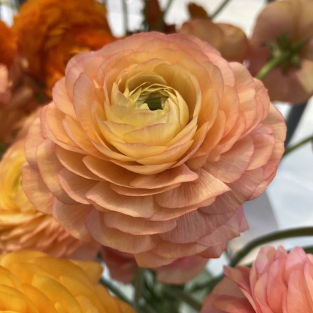 Ranunculus ELEGANCE® 'Pastello'
