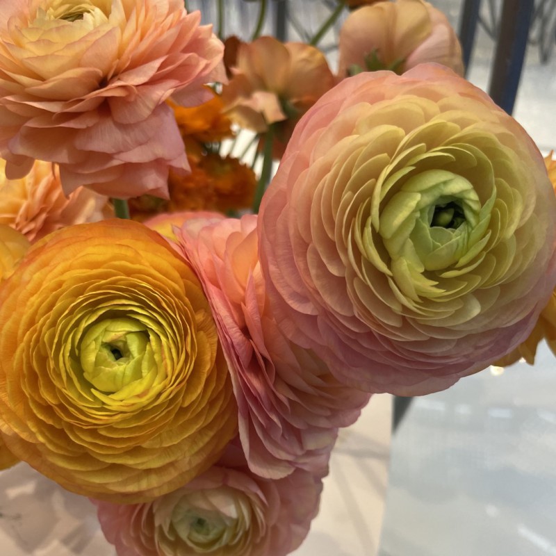 Ranunculus ELEGANCE® 'Pastello'