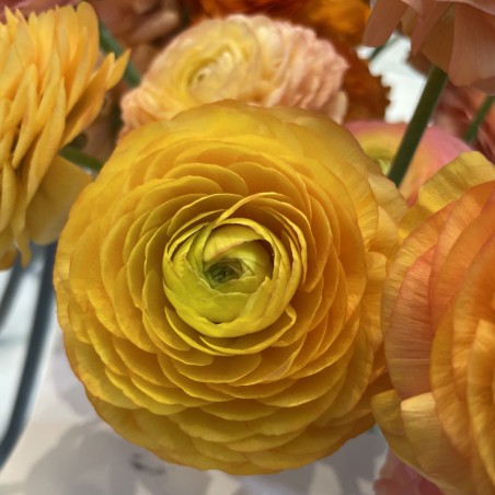 Ranunculus ELEGANCE® 'Pastello'