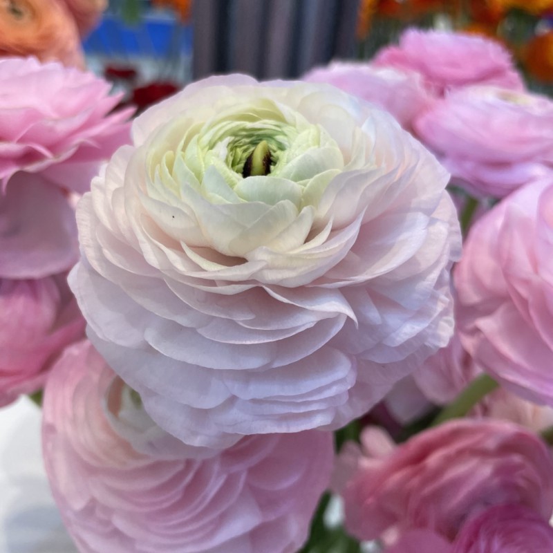 Ranunculus ELEGANCE® 'Rosa Chiaro'