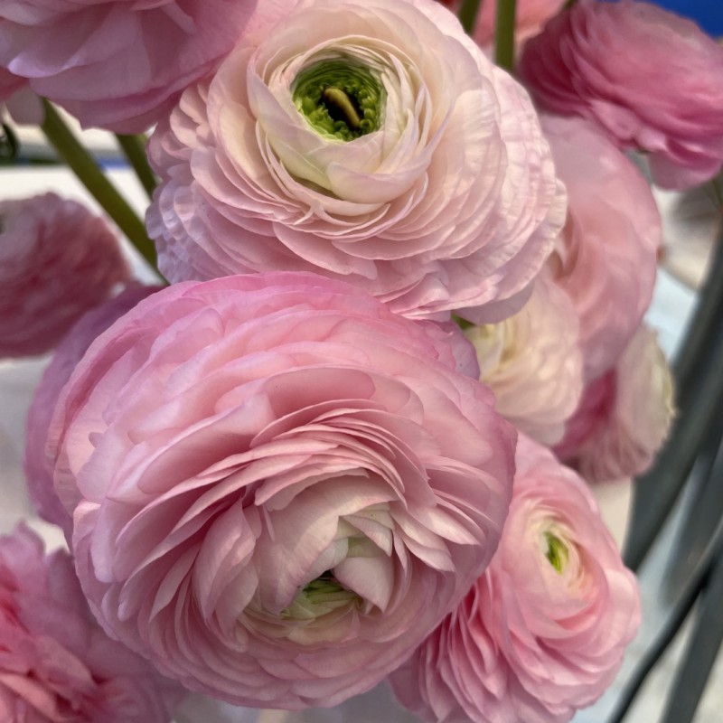 Ranunculus ELEGANCE® 'Rosa Chiaro'